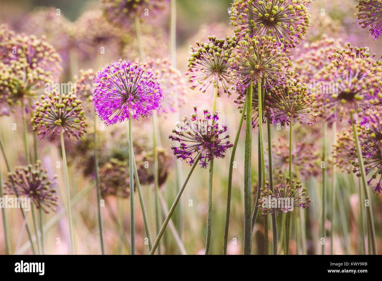 Allium flower heads Stock Photo - Alamy