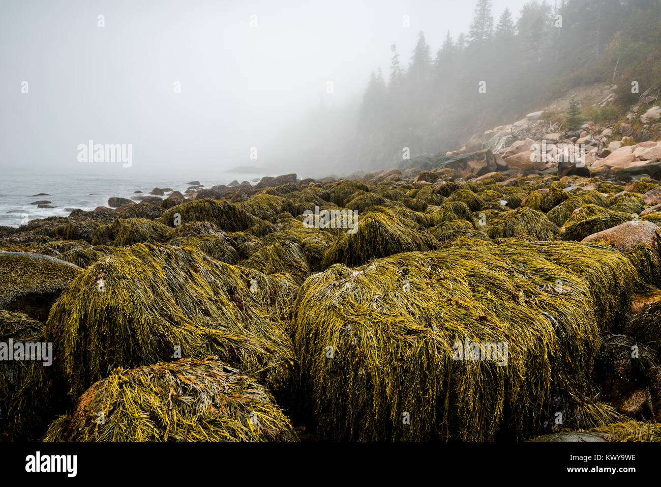 Rockweed covers boulders on a foggy morning along the Acadia National ...