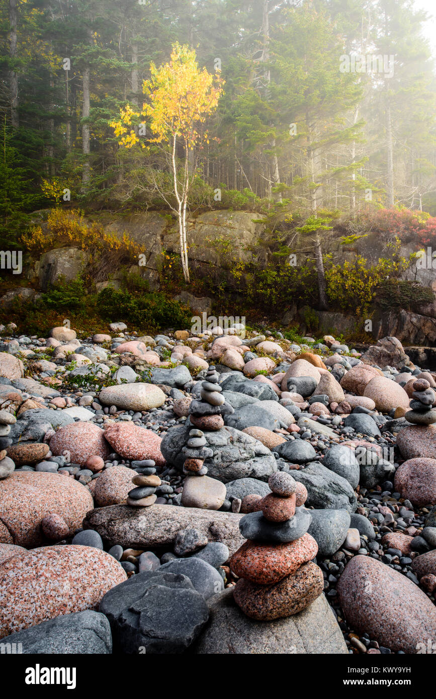 Stone beach with autumn foliage along Acadia National Park shoreline ...
