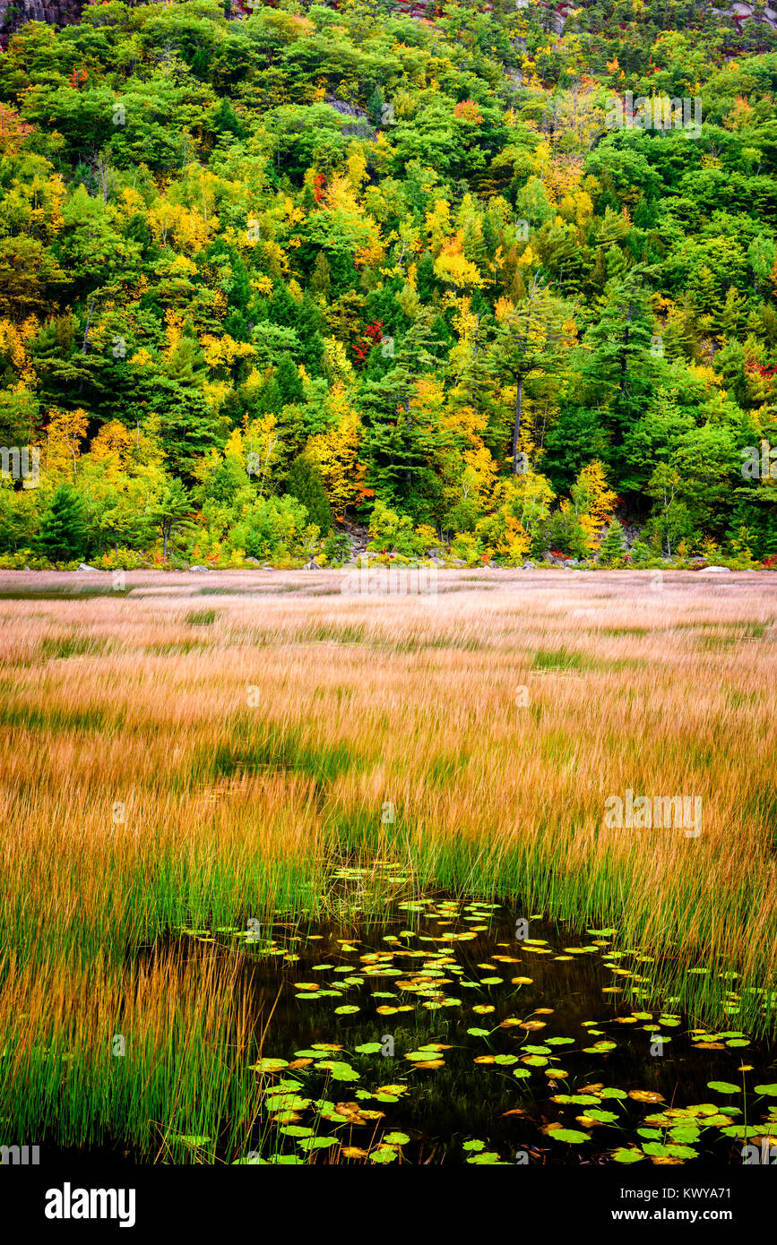 Scenery at acadia national park hi-res stock photography and images - Alamy