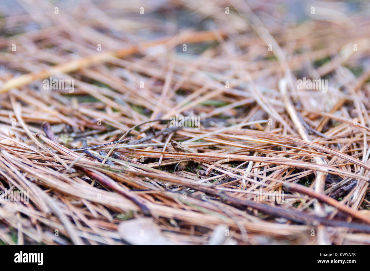 Pine needle forest floor hi-res stock photography and images - Alamy