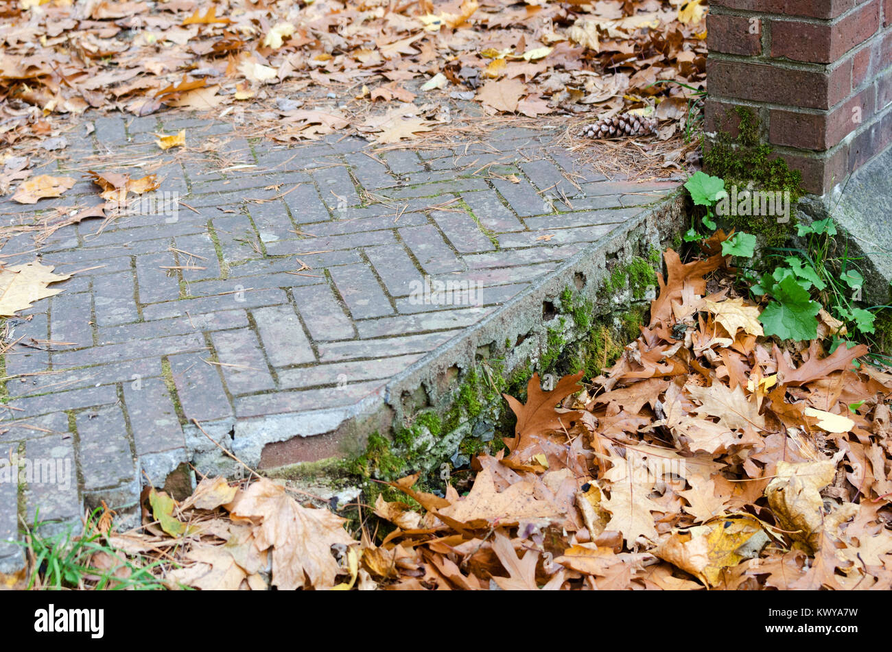 The ruins of Old Farm, George Dorr's estate, in the woods near Compass ...