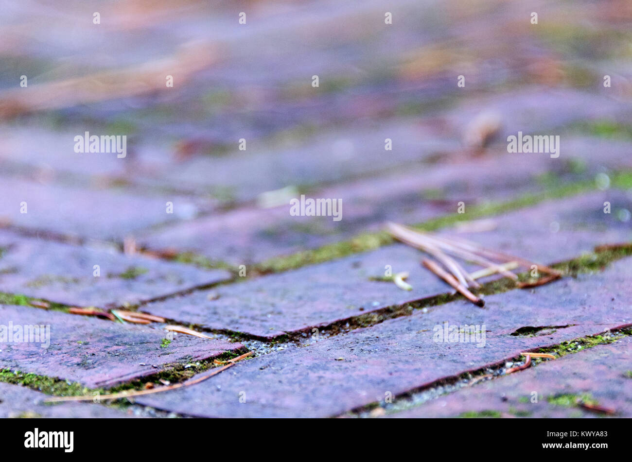 The ruins of Old Farm, George Dorr's estate, in the woods near Compass ...