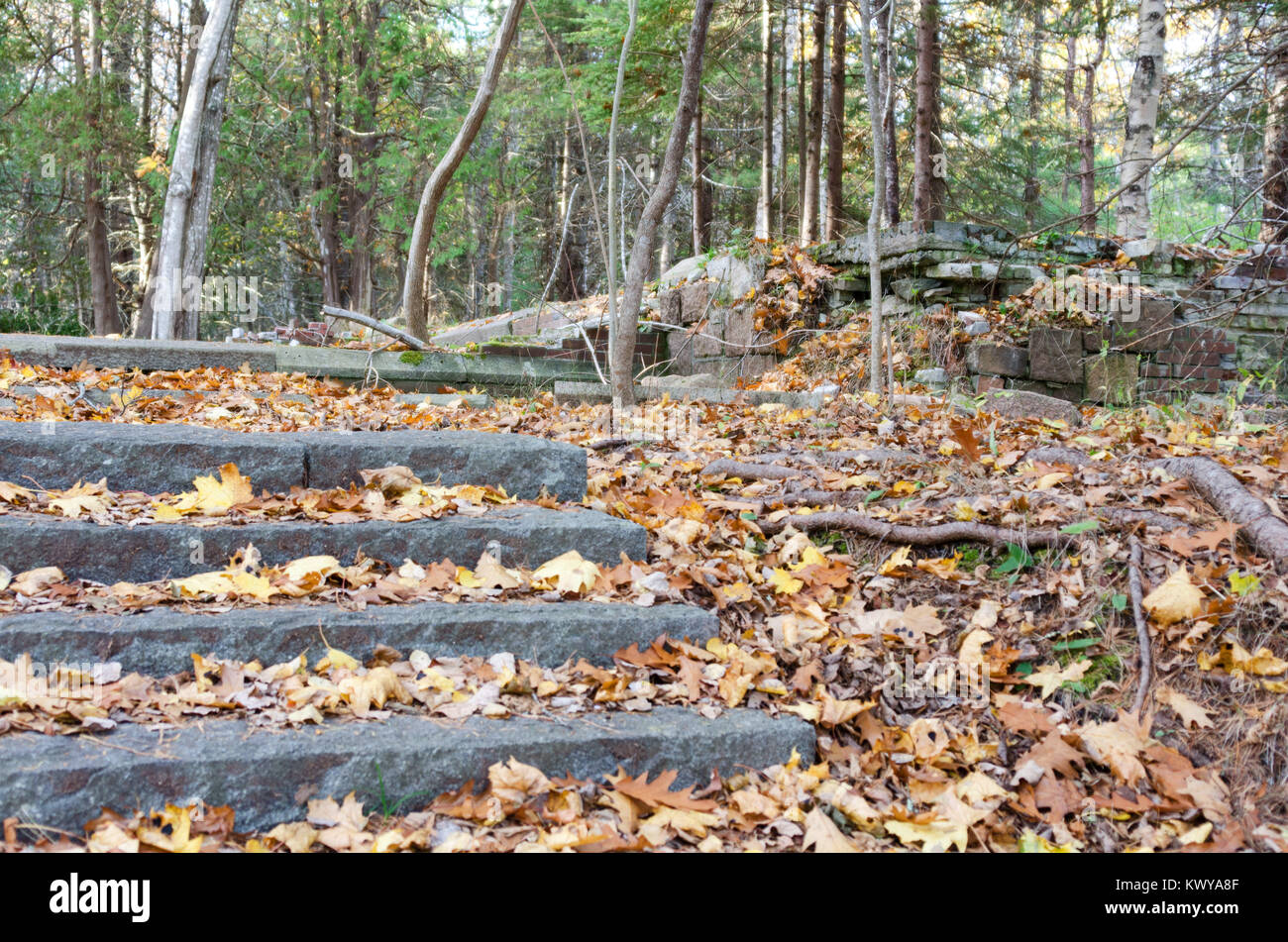 The ruins of Old Farm, George Dorr's estate, in the woods near Compass ...