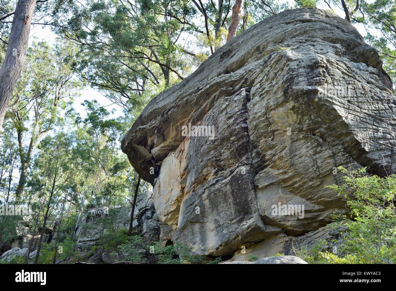 Large stone boulder surrounded by eucalyptus trees, Blackdown Tableland ...