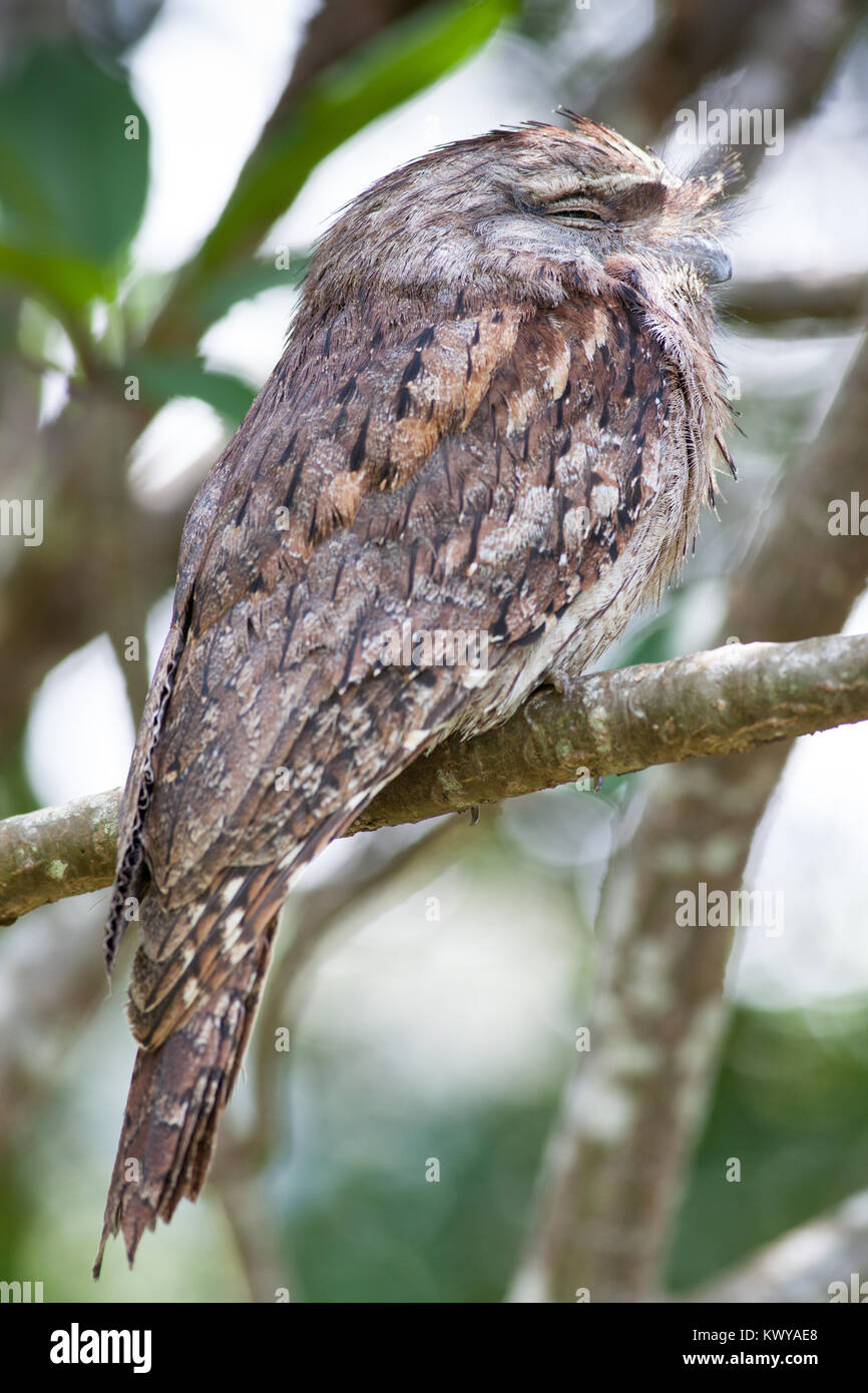 Tawny Frogmouth (Podargus strigoides) sleeping. Hopkins Creek. New ...