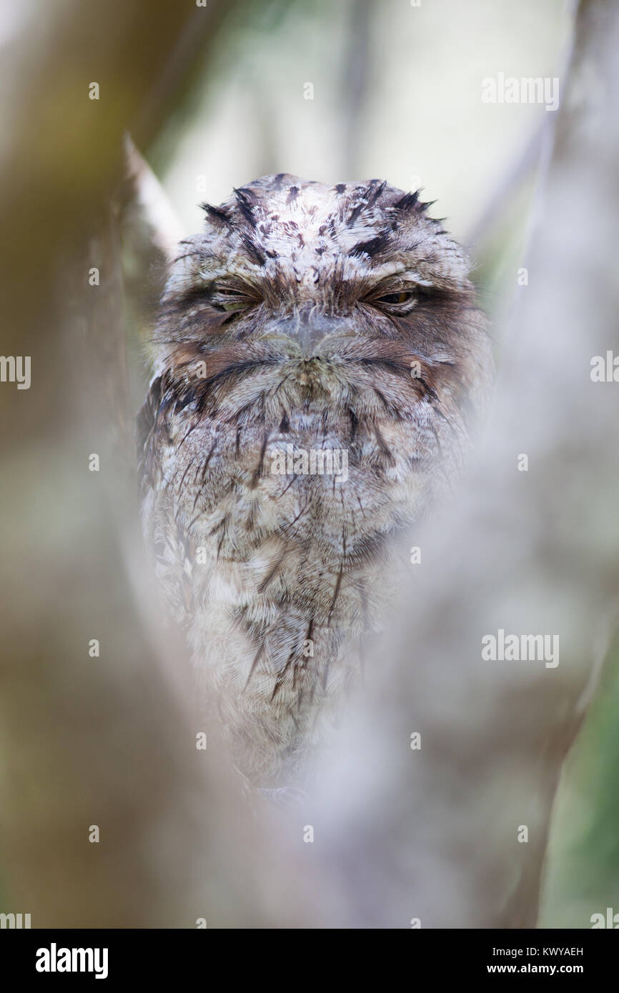 Tawny Frogmouth (Podargus strigoides) sleeping. Hopkins Creek. New ...