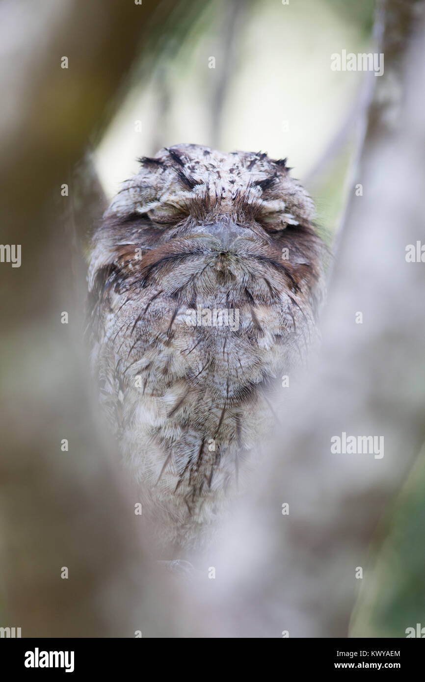 Tawny Frogmouth (Podargus strigoides) sleeping. Hopkins Creek. New ...
