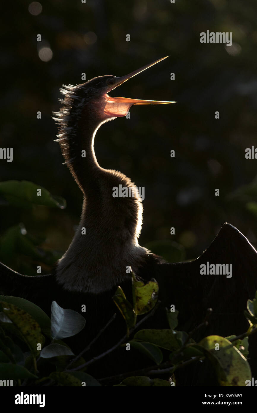 Female Anhinga in beautiful backlight with bill open - Green Cay ...