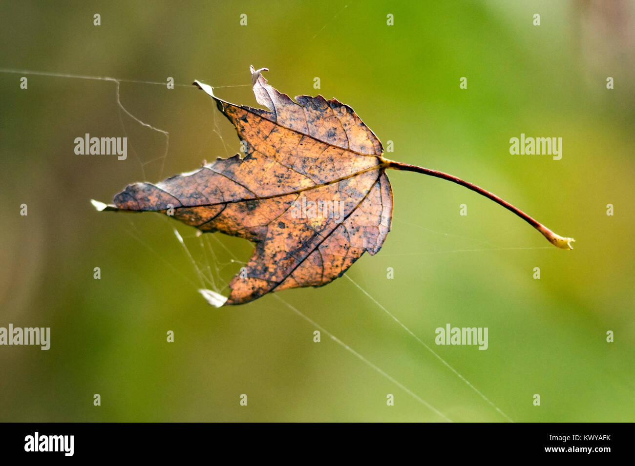 Leaf caught in spider web hi-res stock photography and images - Alamy