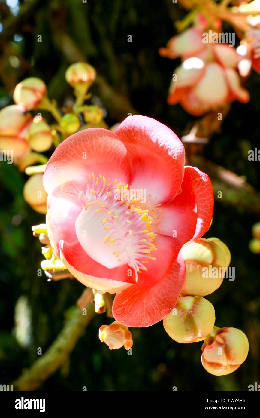 Tropical rainforest flower hi-res stock photography and images - Alamy