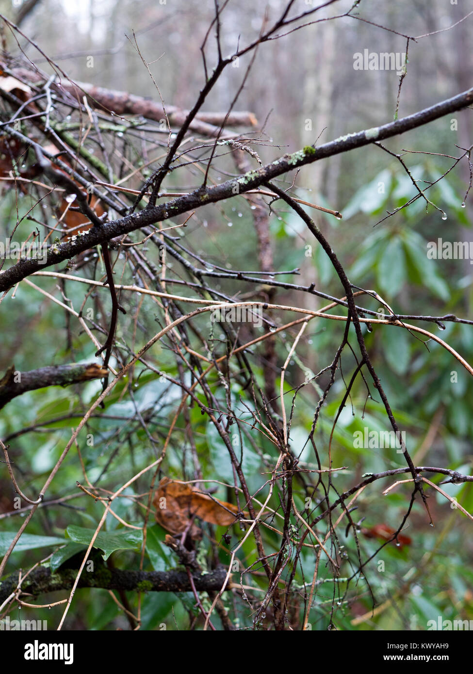 Cold Forest Branches Stock Photo - Alamy