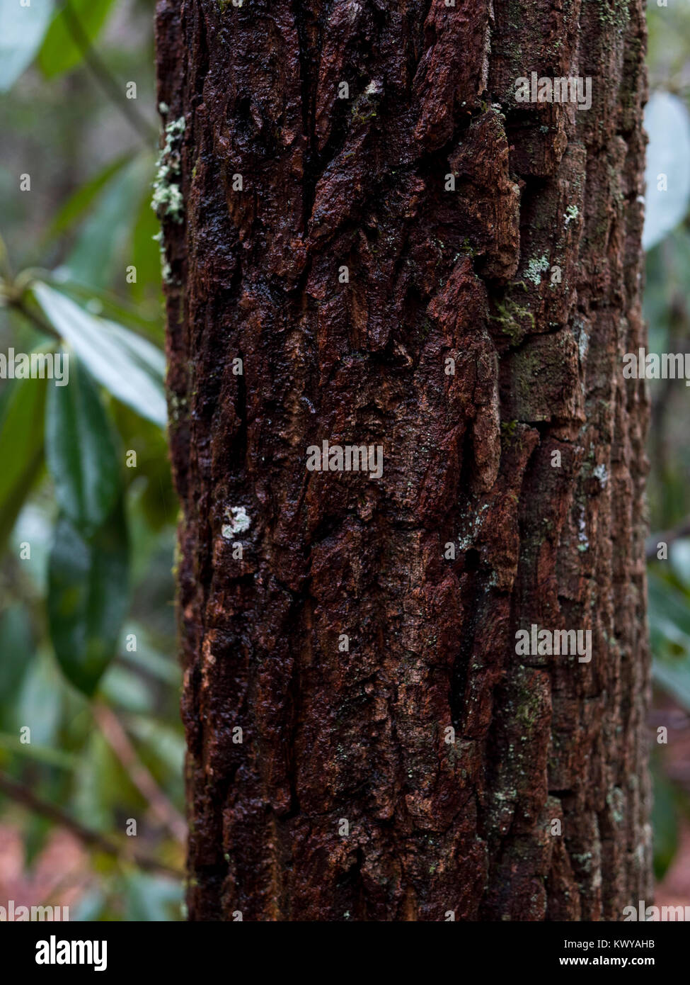Wet tree bark hi-res stock photography and images - Alamy