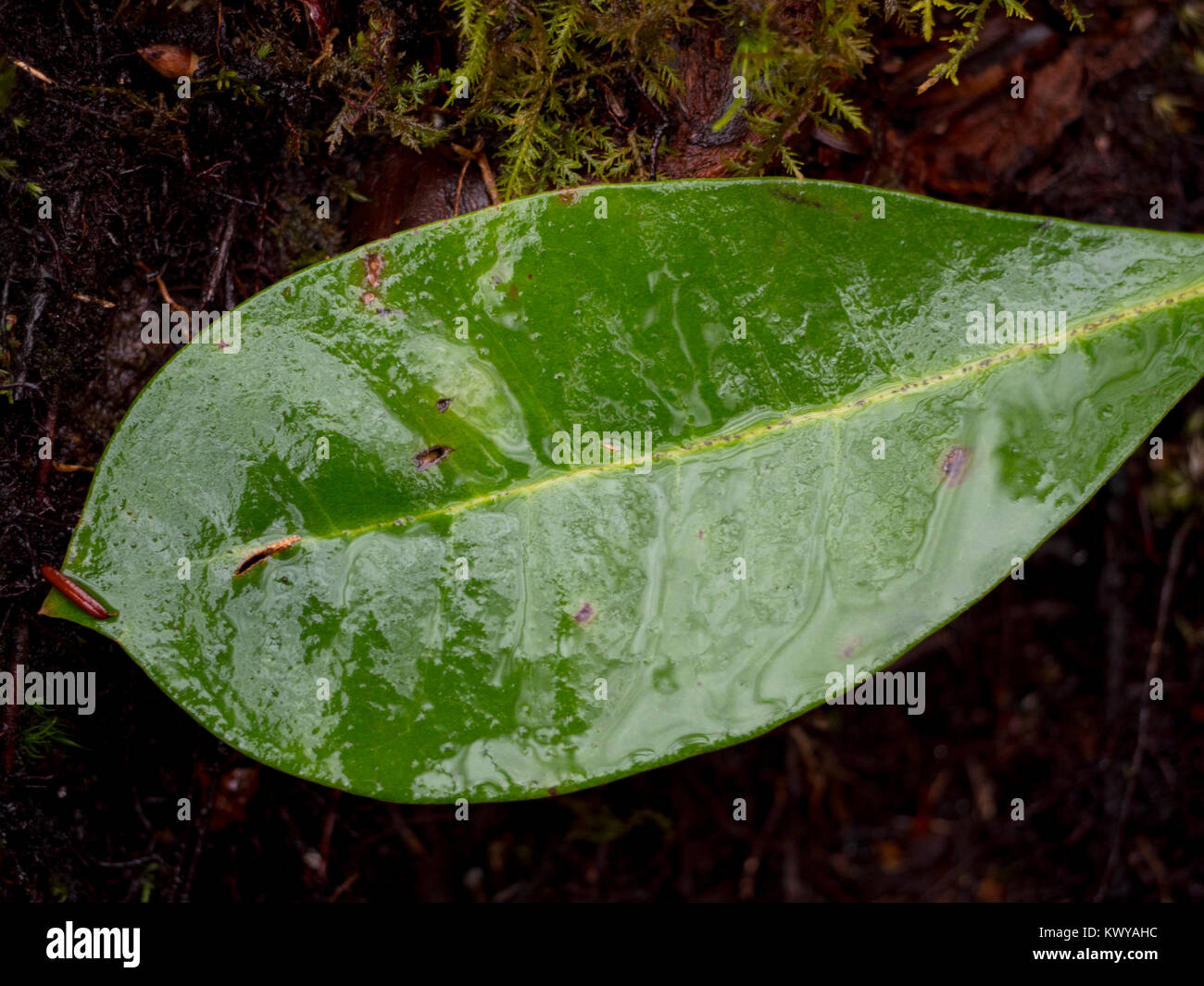 Green Forest Leaf Stock Photo - Alamy