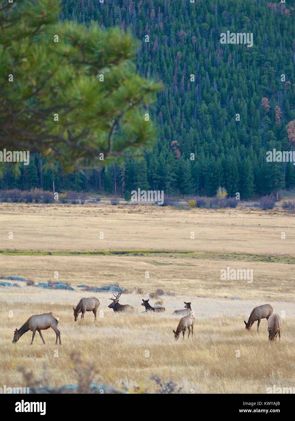 Herd of Elk Stock Photo - Alamy