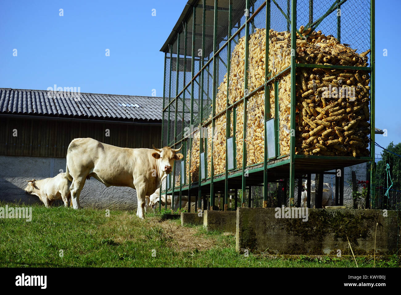 White cows and corn in farm, France Stock Photo - Alamy