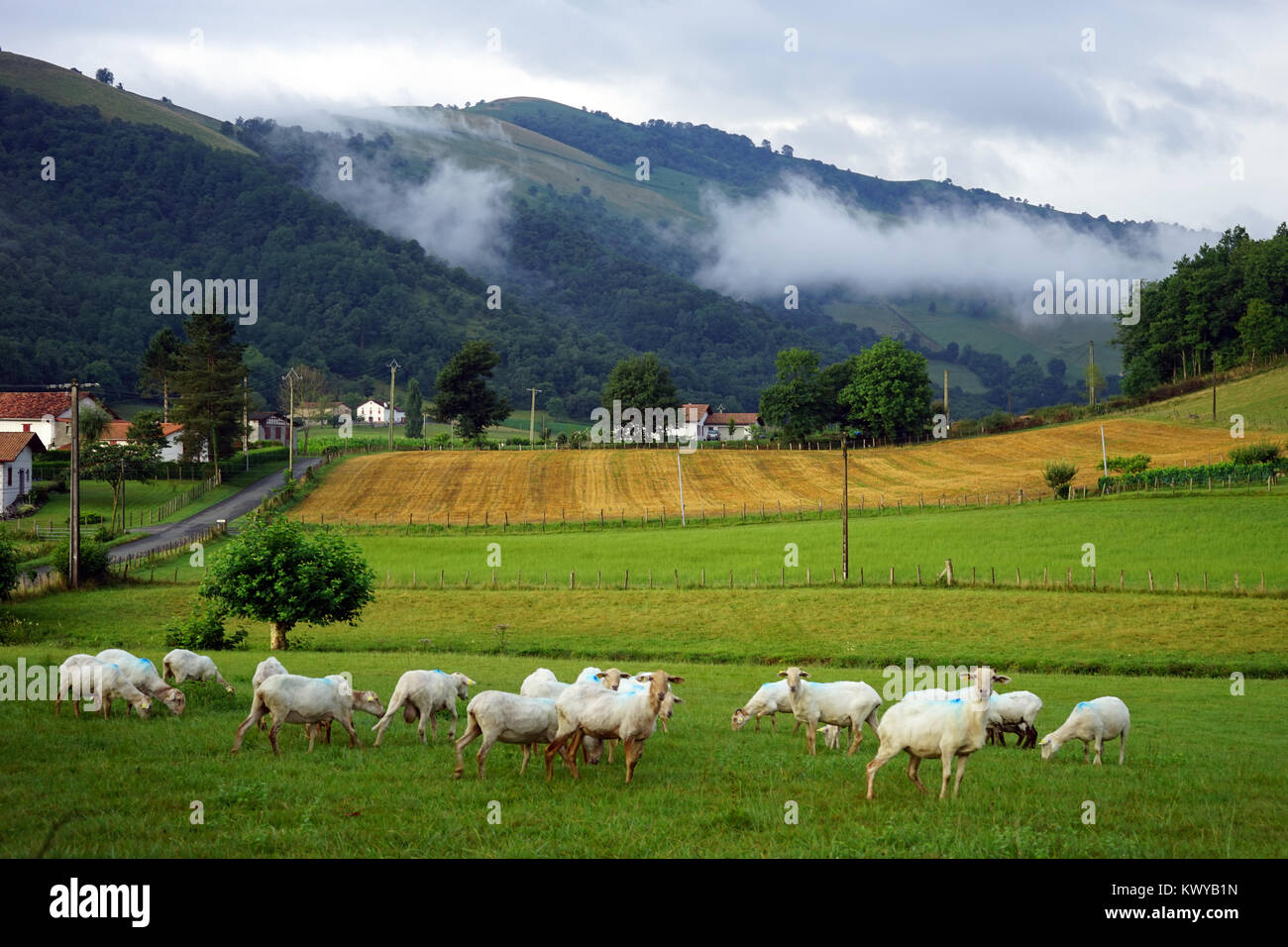 Sheep on the pasture near french village in Pyrenee, France Stock Photo ...