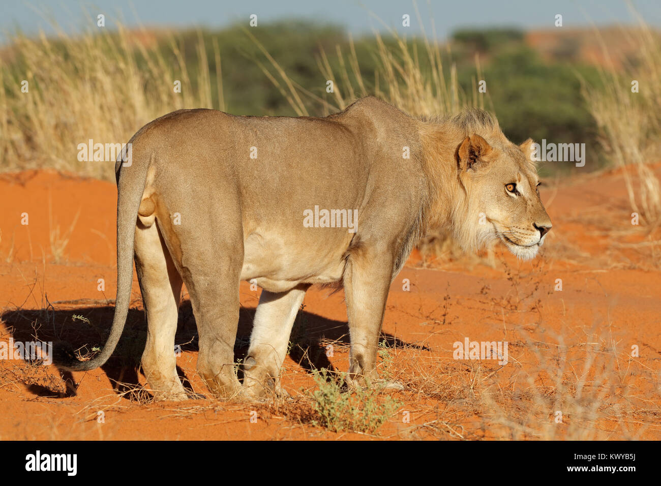 Male African lion (Panthera leo) on a red sand dune, Kalahari desert ...