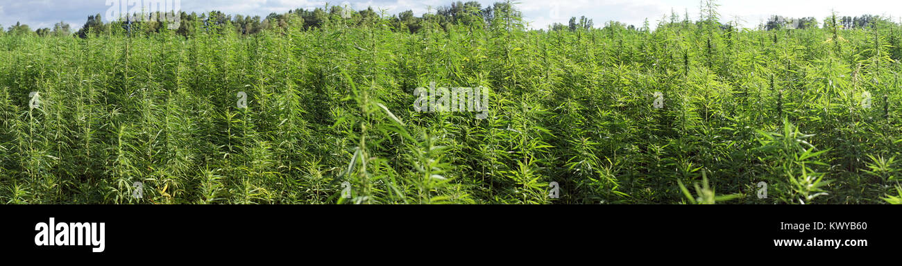 Marijuana Field Panoramic