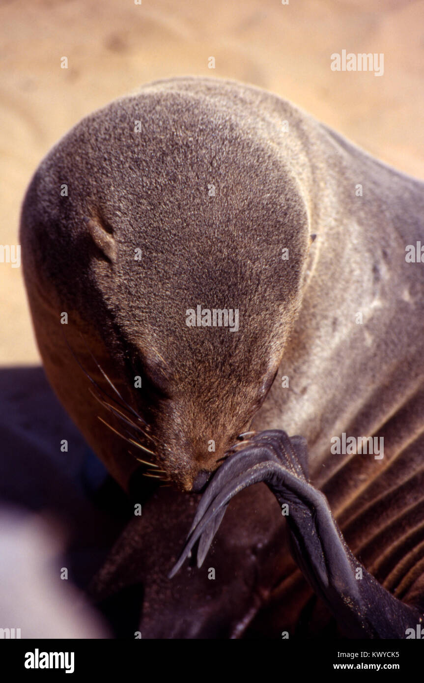 the seal colony at Cape Cross Stock Photo - Alamy