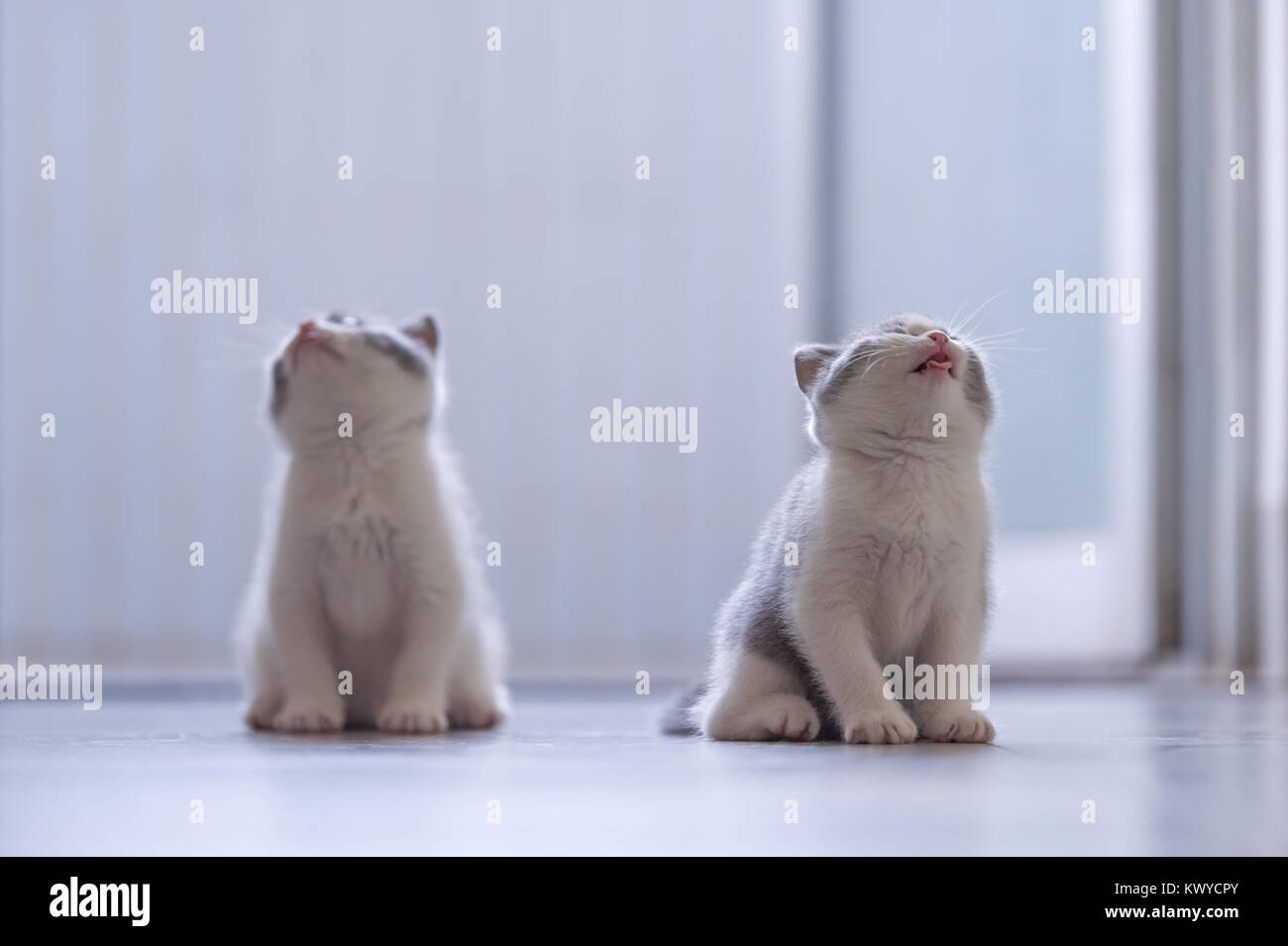 Cute kitten playing Stock Photo - Alamy