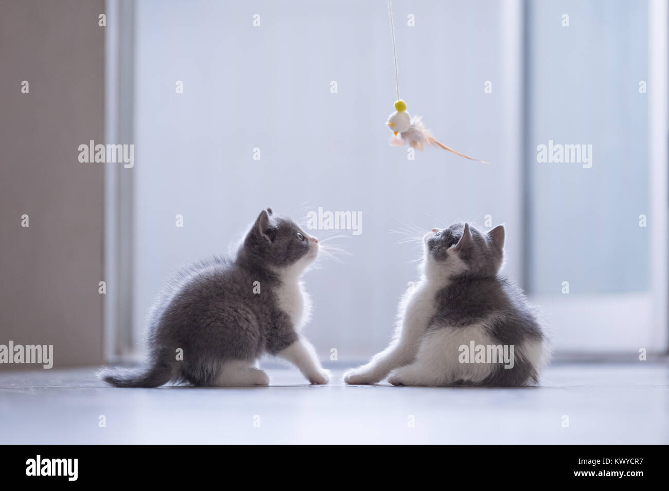Cute kitten playing Stock Photo - Alamy