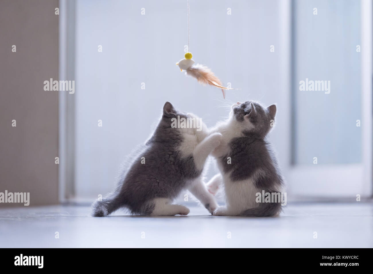 Cute kitten playing Stock Photo - Alamy