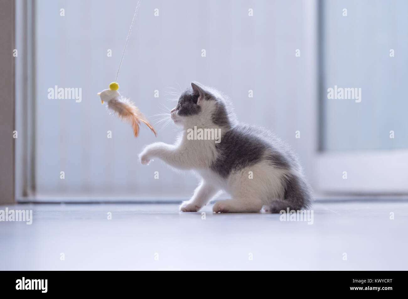 Cute kitten playing Stock Photo - Alamy