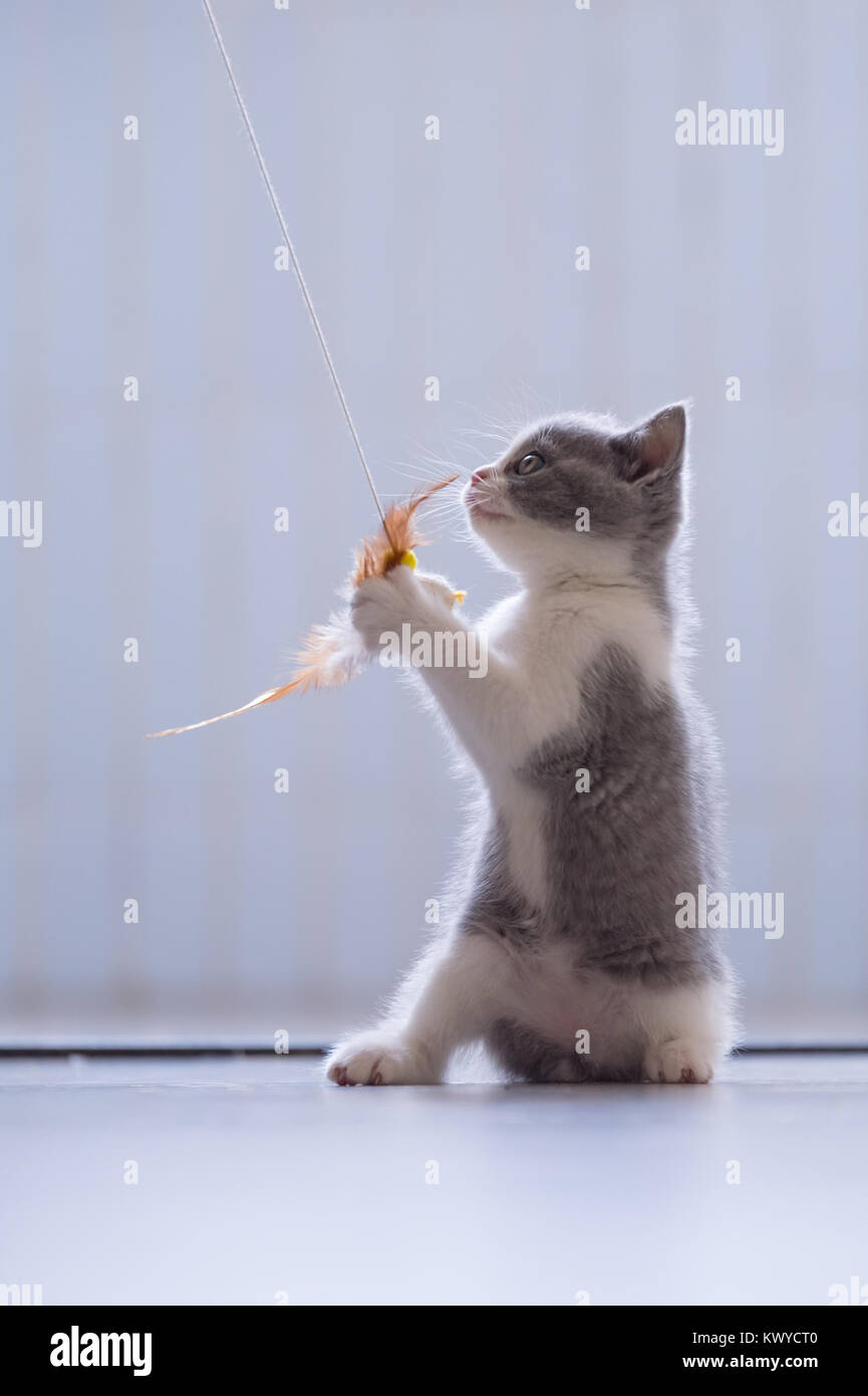 Cute kitten playing Stock Photo - Alamy