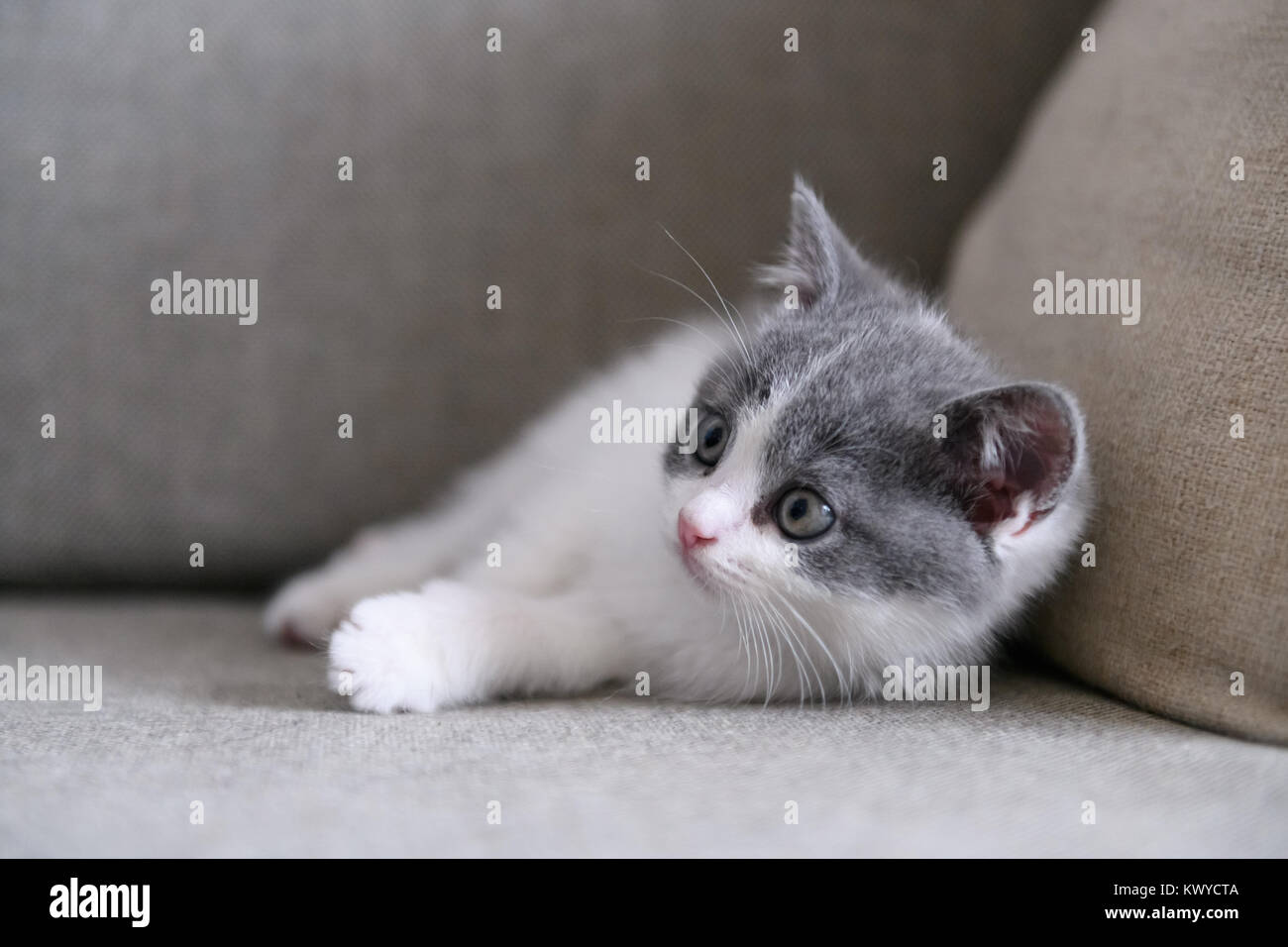 Lovely kitten lying down to rest Stock Photo - Alamy