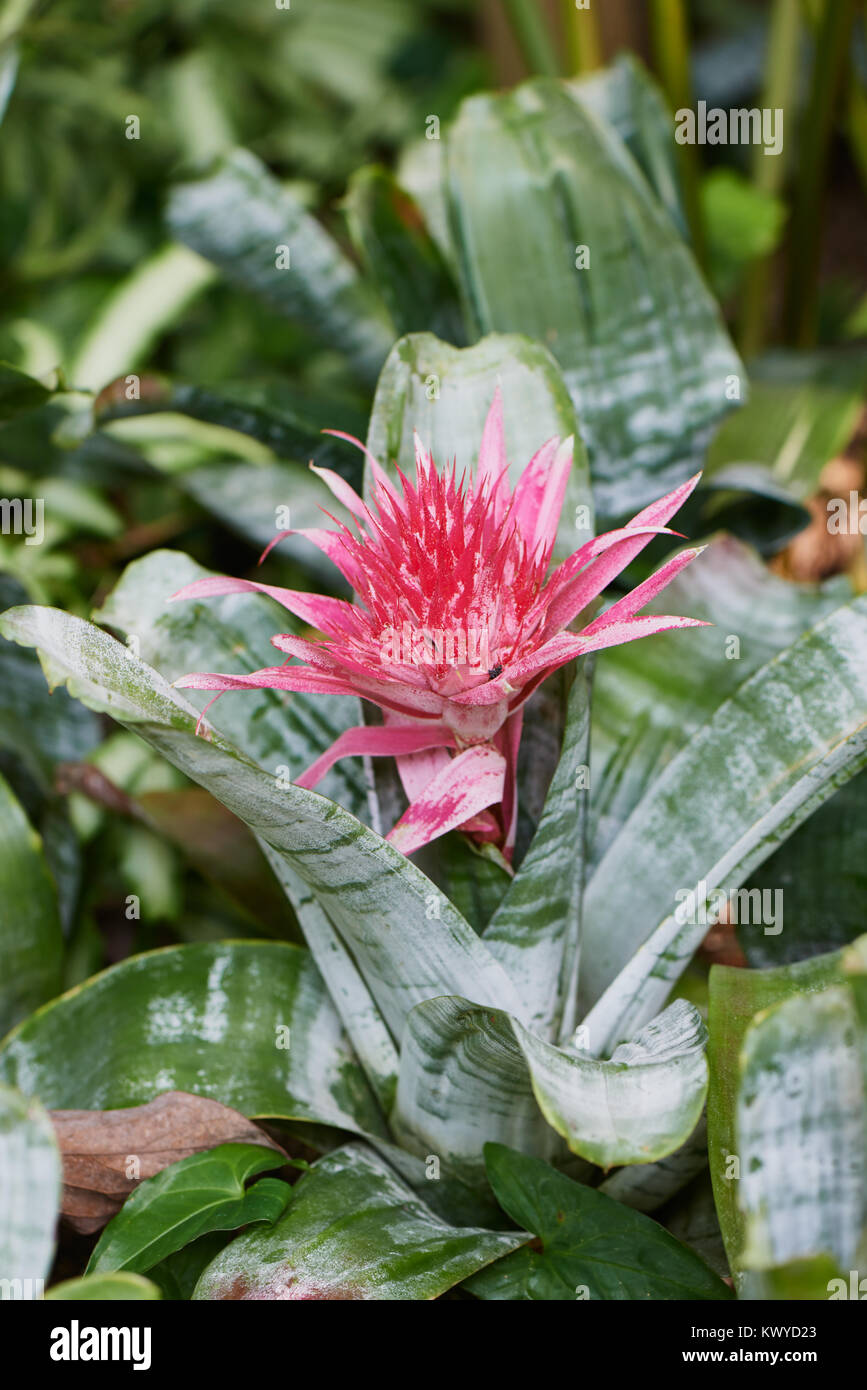 Flower of Aechmea fasciata which is a genus in botanical family ...