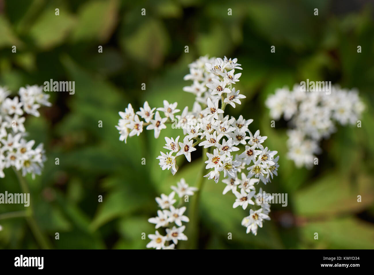 Palmate leaves hi-res stock photography and images - Alamy