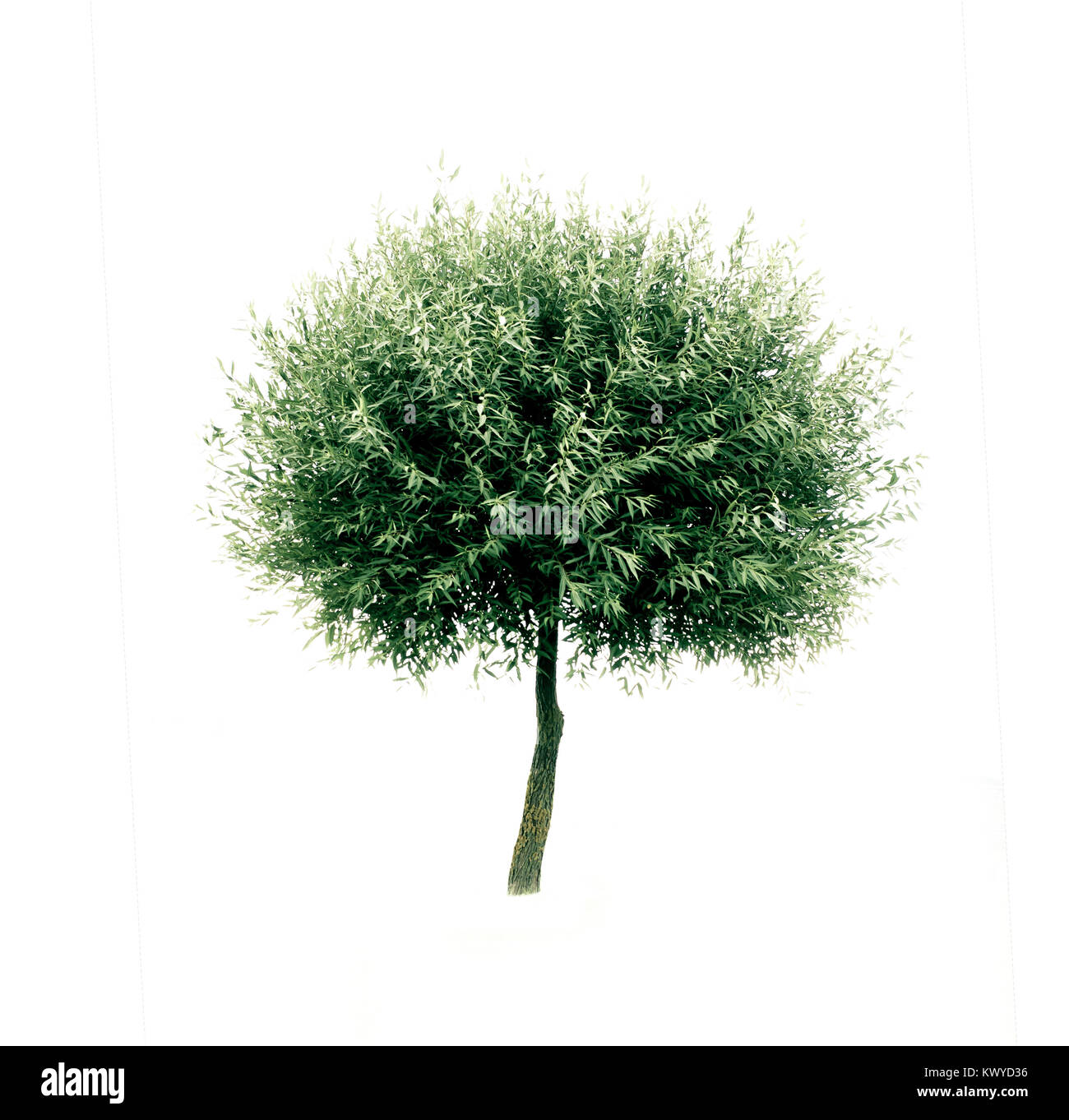 Element of the environment Cut Out Stock Images & Pictures - Alamy