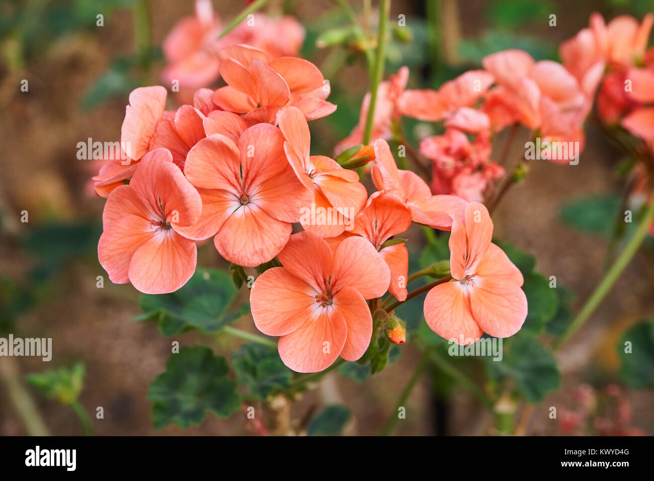 Geraniaceae genus hi-res stock photography and images - Alamy