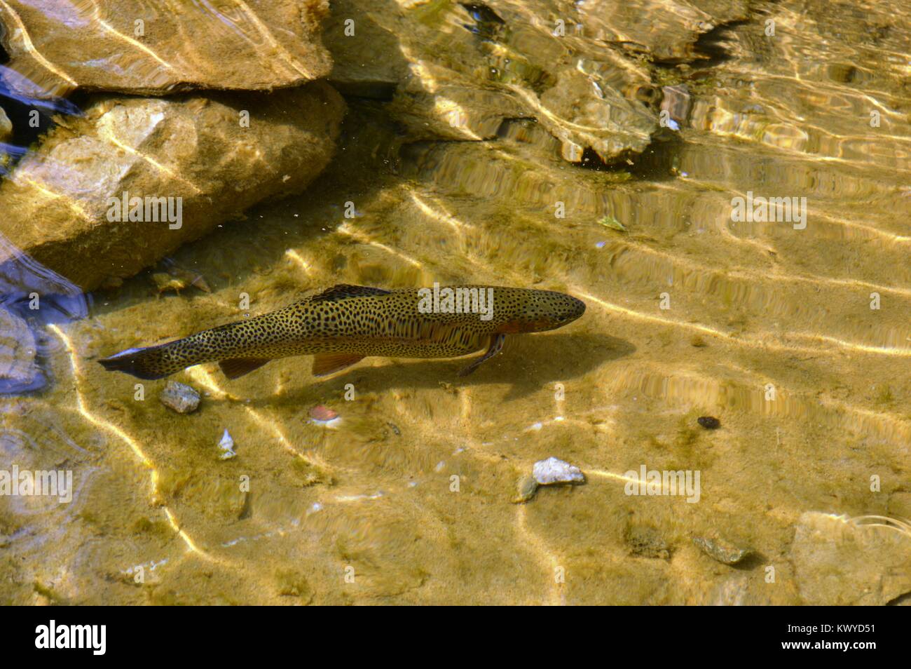 fish in the water Stock Photo - Alamy