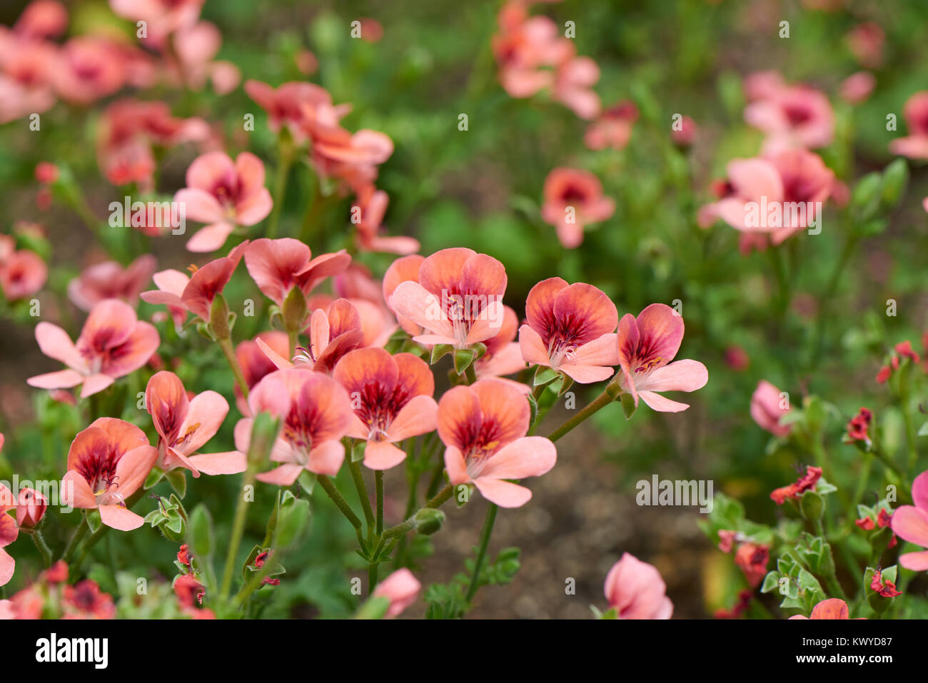 Pelargonium inquinans, commonly known as geranium, is a genus of ...