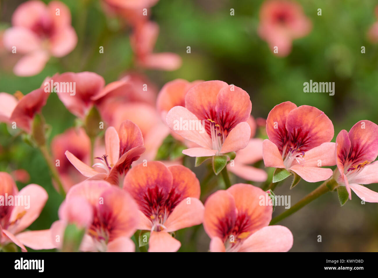 Pelargonium inquinans, commonly known as geranium, is a genus of ...