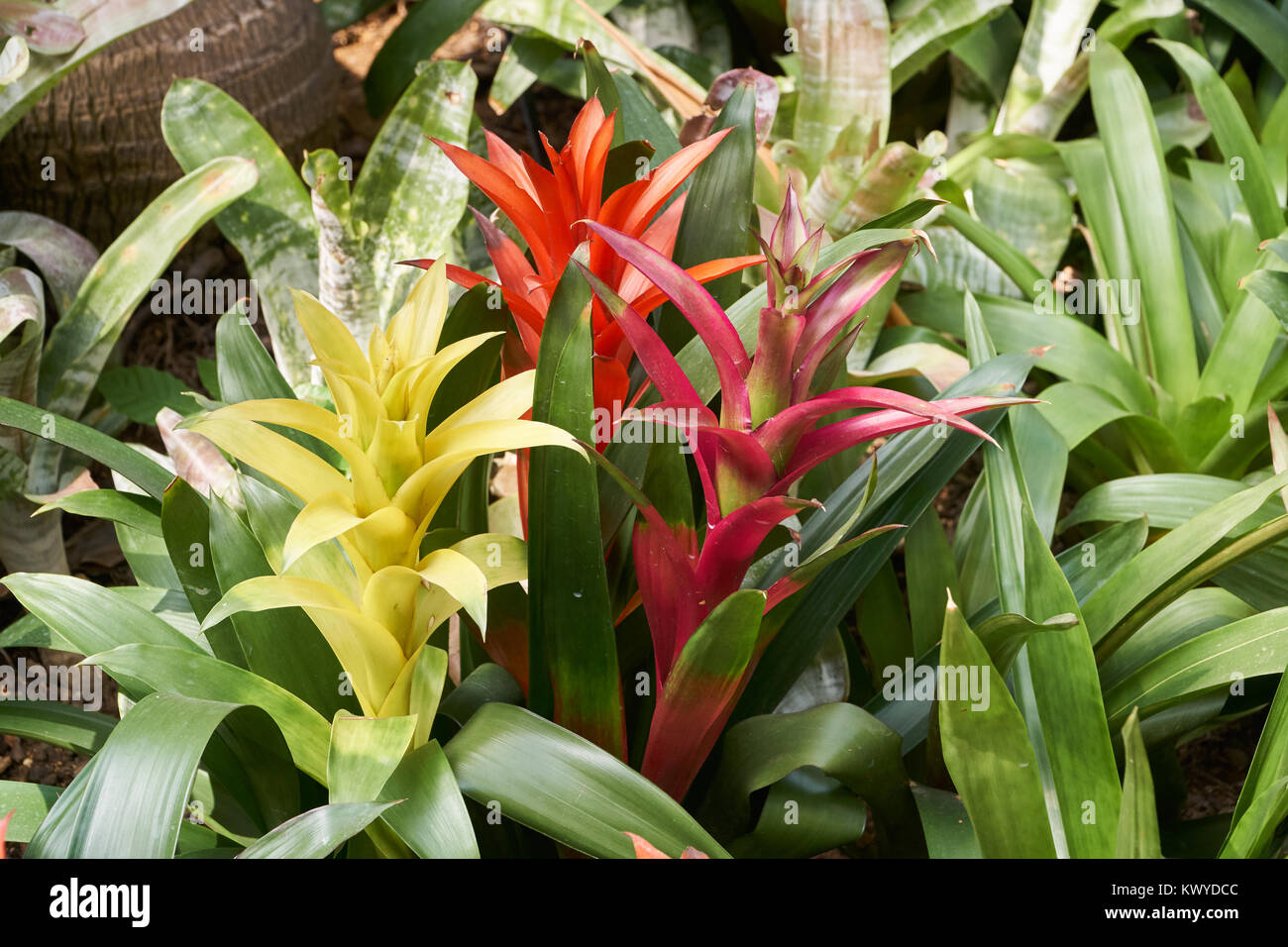Guzmania Insignis. Guzmania is a genus of over 120 species of flowering ...