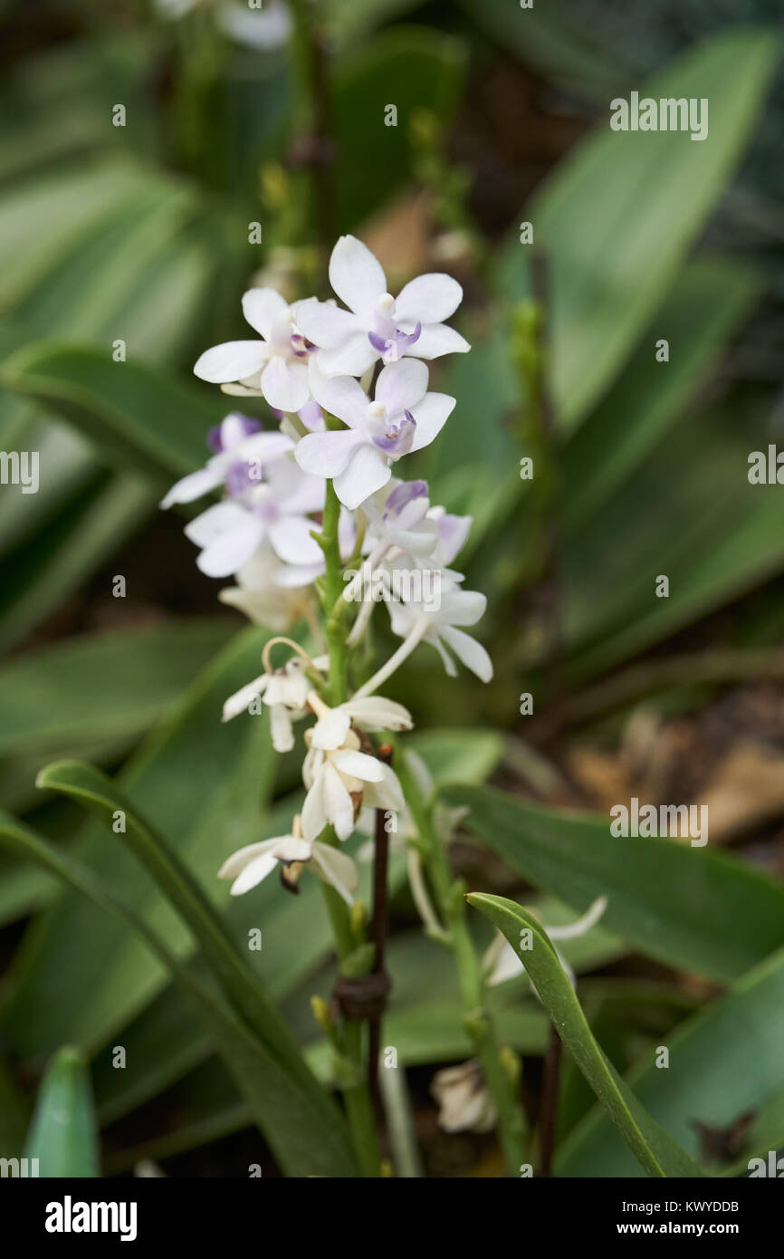 Sapphire flower hi-res stock photography and images - Alamy