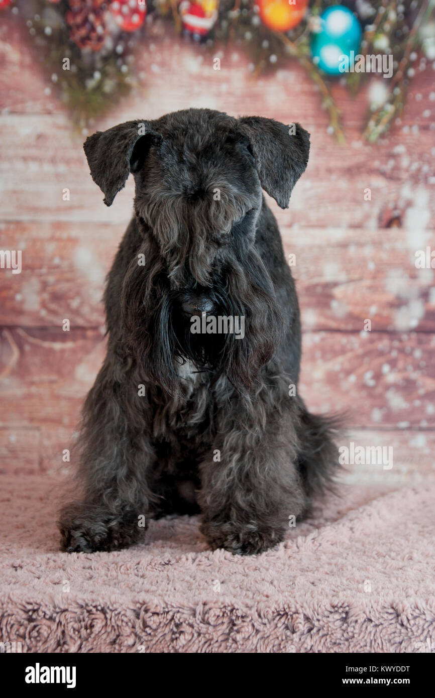Mini schnauzer portrait Stock Photo - Alamy