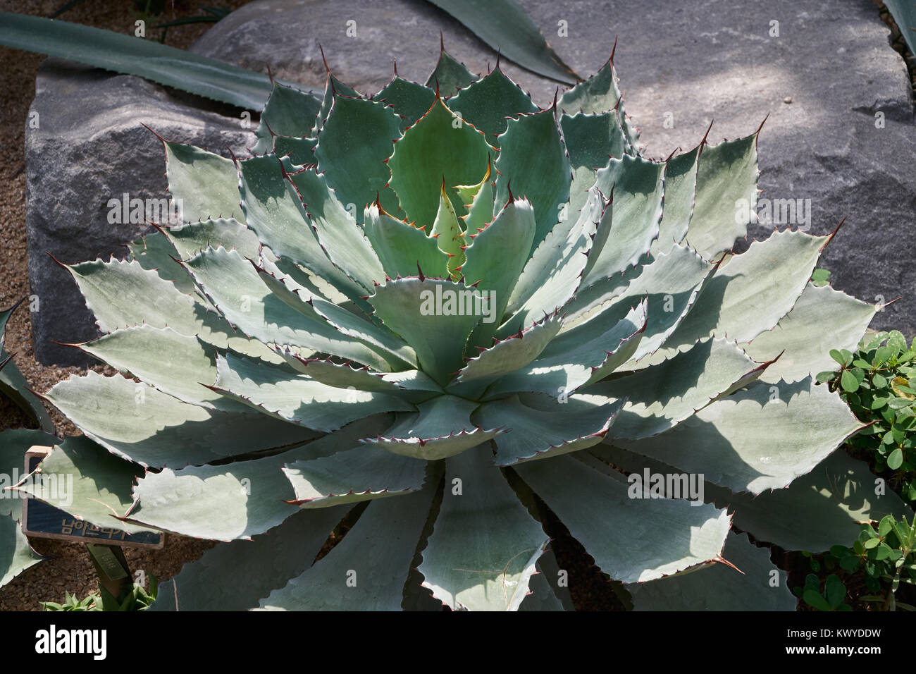 Agavaceae family hi-res stock photography and images - Alamy