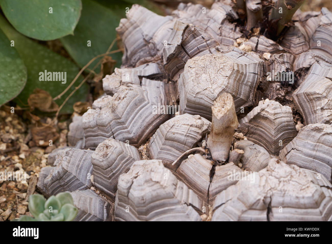 Dioscorea elephantipes , also known as elephant's foot, Testudinaria ...