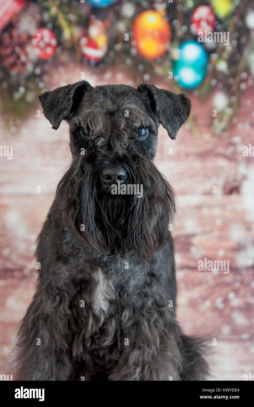 Mini schnauzer portrait Stock Photo - Alamy