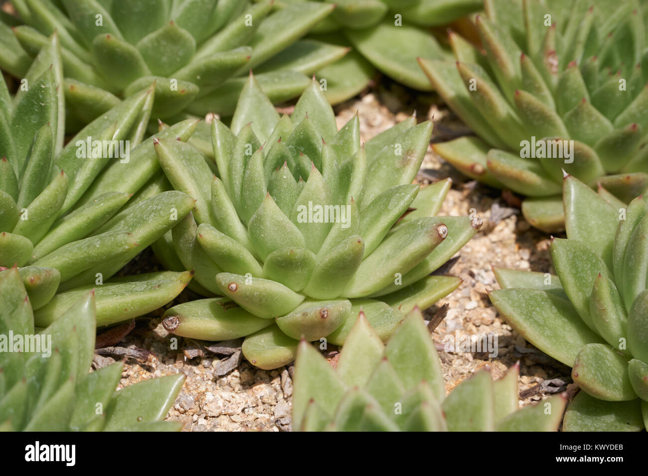 Crassulaceae hi-res stock photography and images - Alamy