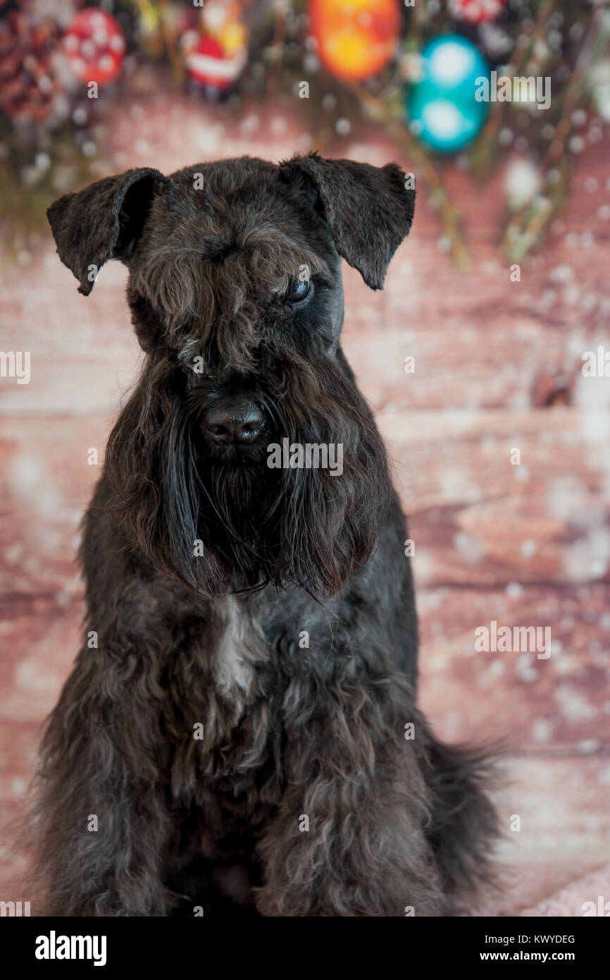Mini schnauzer portrait Stock Photo - Alamy