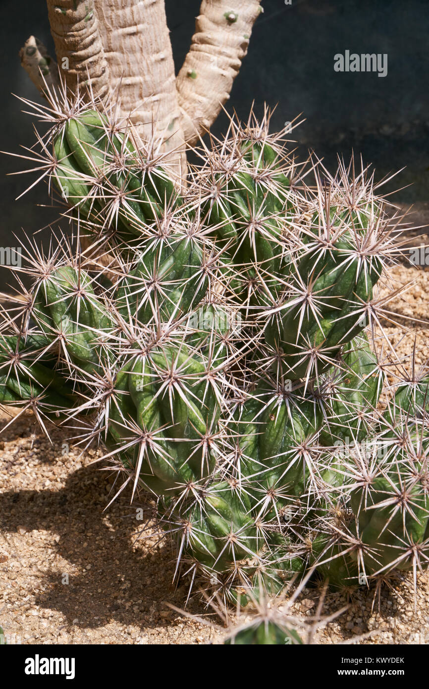 Corynopuntia invicta, also called Silver ball cactus. It is a species ...