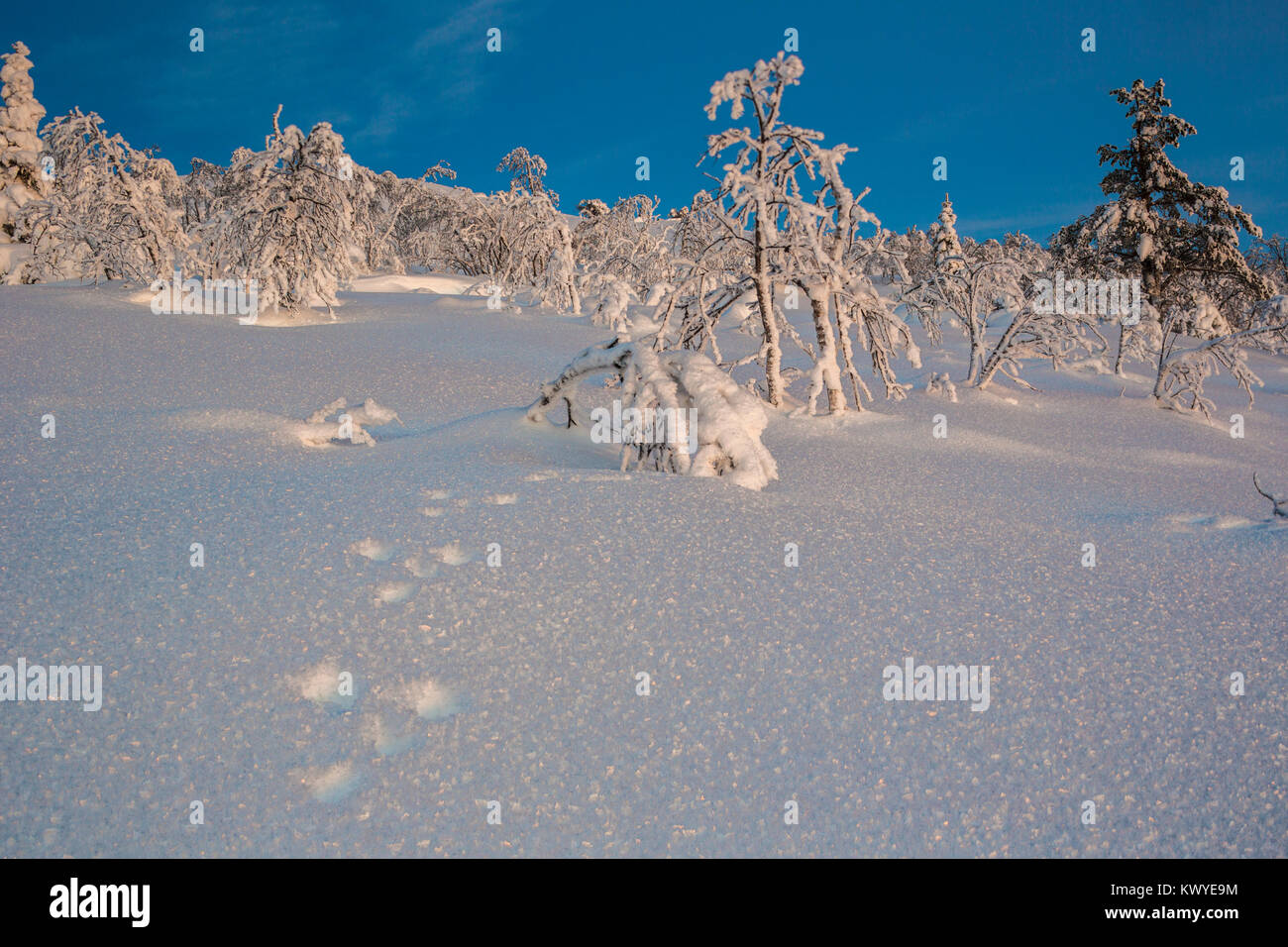 Winter landscape with rabbit tracks in the snow with snowy trees and ...