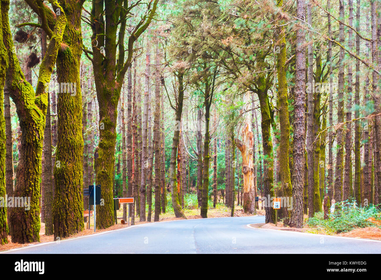 Highway through pine tree forest hi-res stock photography and images ...