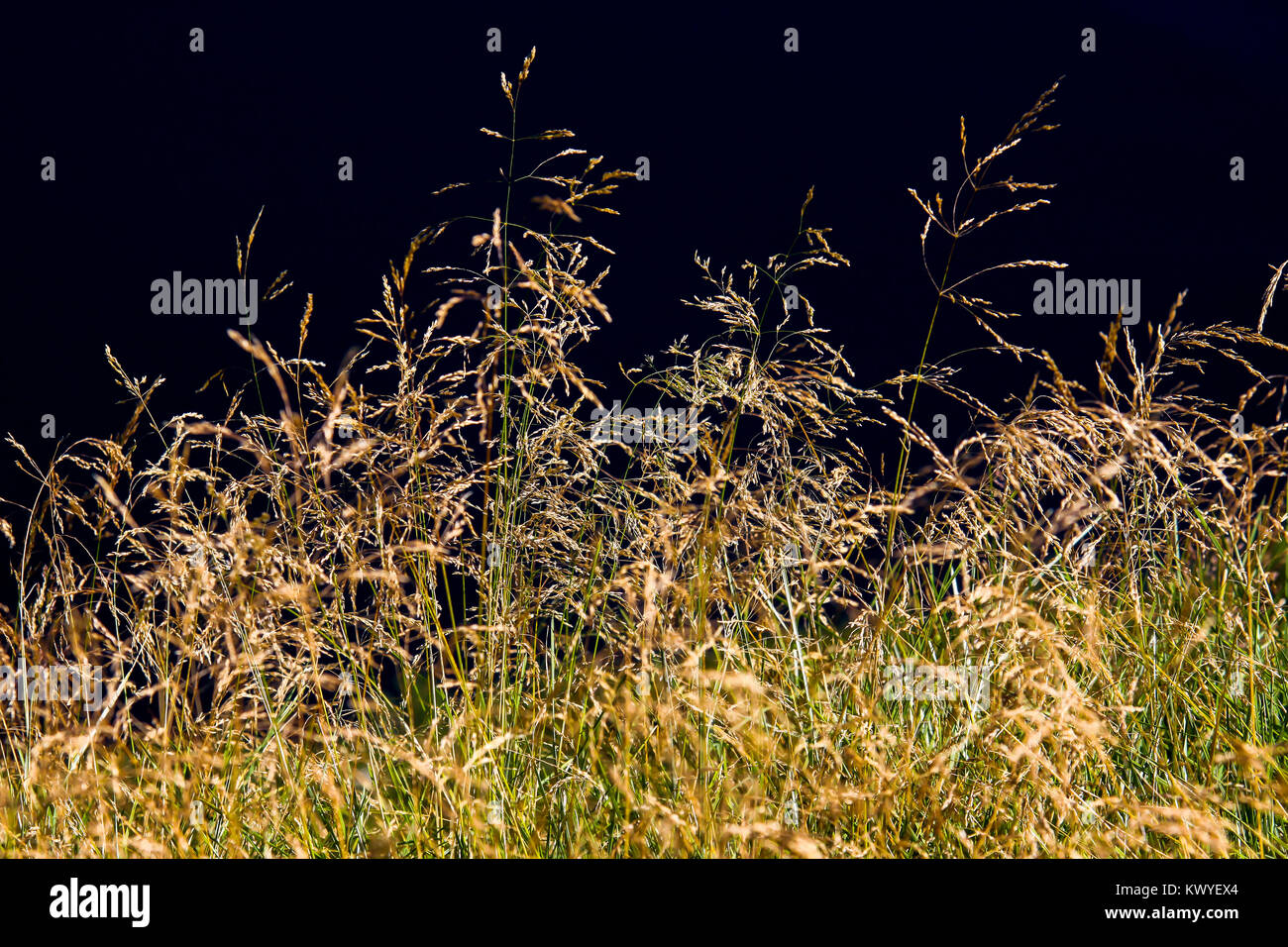 Black background texture hi-res stock photography and images - Alamy
