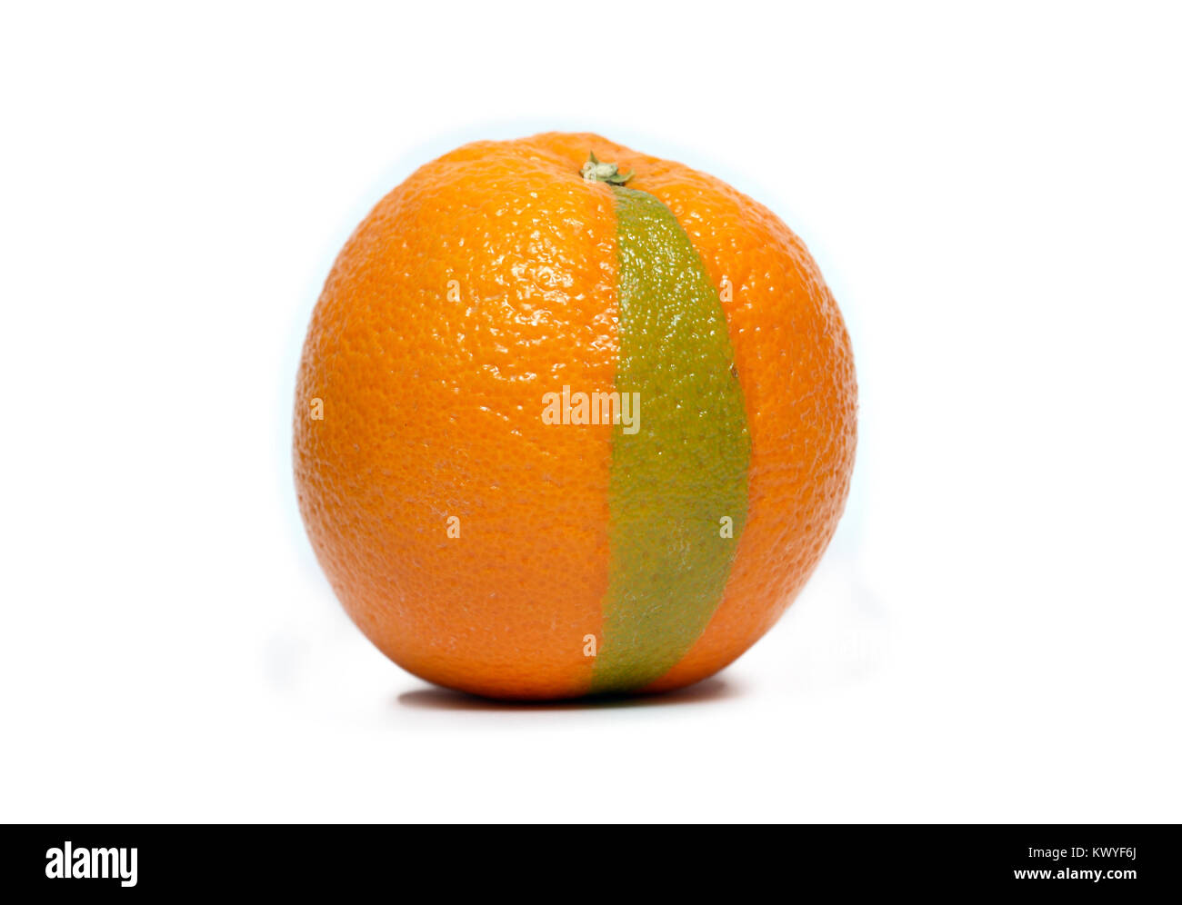 Orange mixed with lime or lemon isolated on white background Stock ...